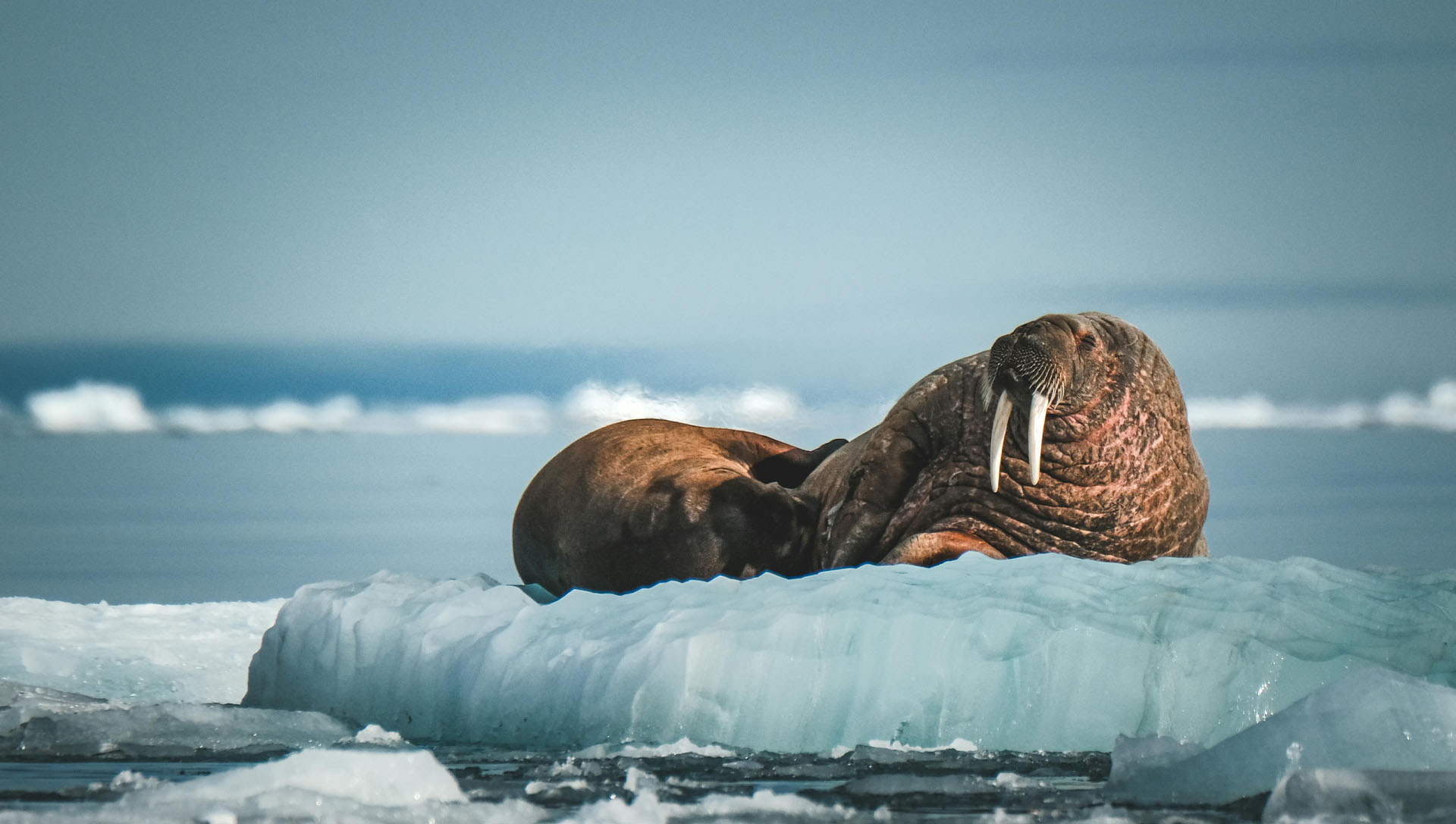 Magnus the walrus swam 400 miles and left an entire coastline wondering ...