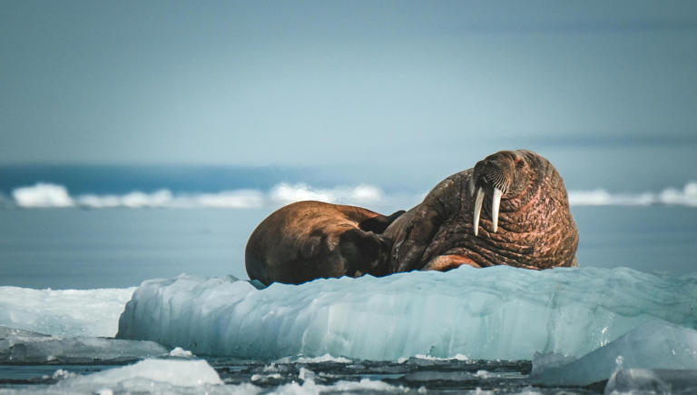 Magnus the walrus swam 400 miles and left an entire coastline wondering ...