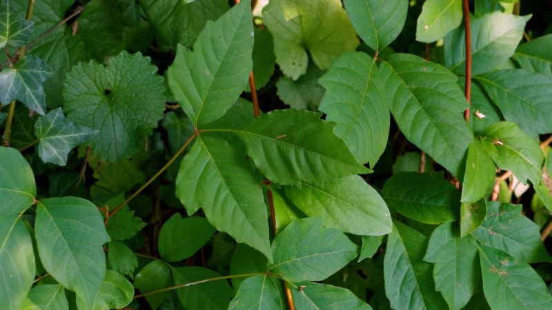 The poison ivy clue you're missing