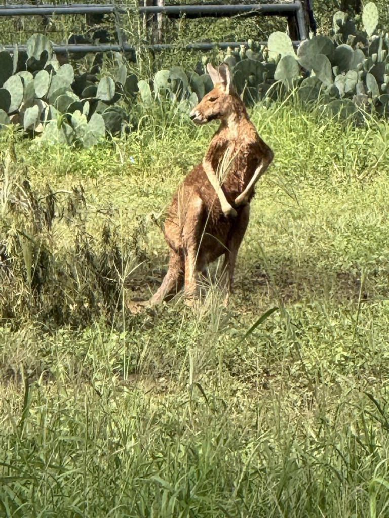 Watch: Texas police wrangle escaped kangaroo