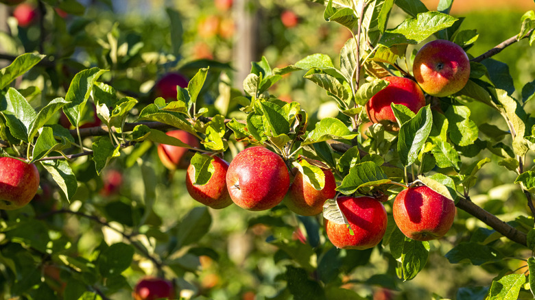 8 captivating fruit trees and bushes that will thrive in clay soil