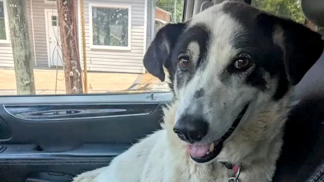 Dog saved from ISIS by Army veteran taken away by local authorities