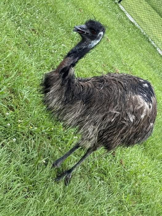 Look: Mystery emu found wandering city streets in Louisiana