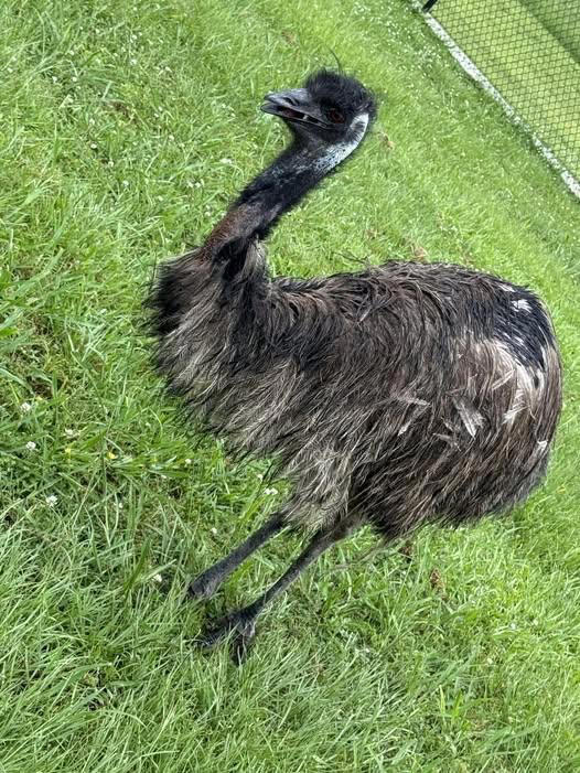 Look: Mystery emu found wandering city streets in Louisiana