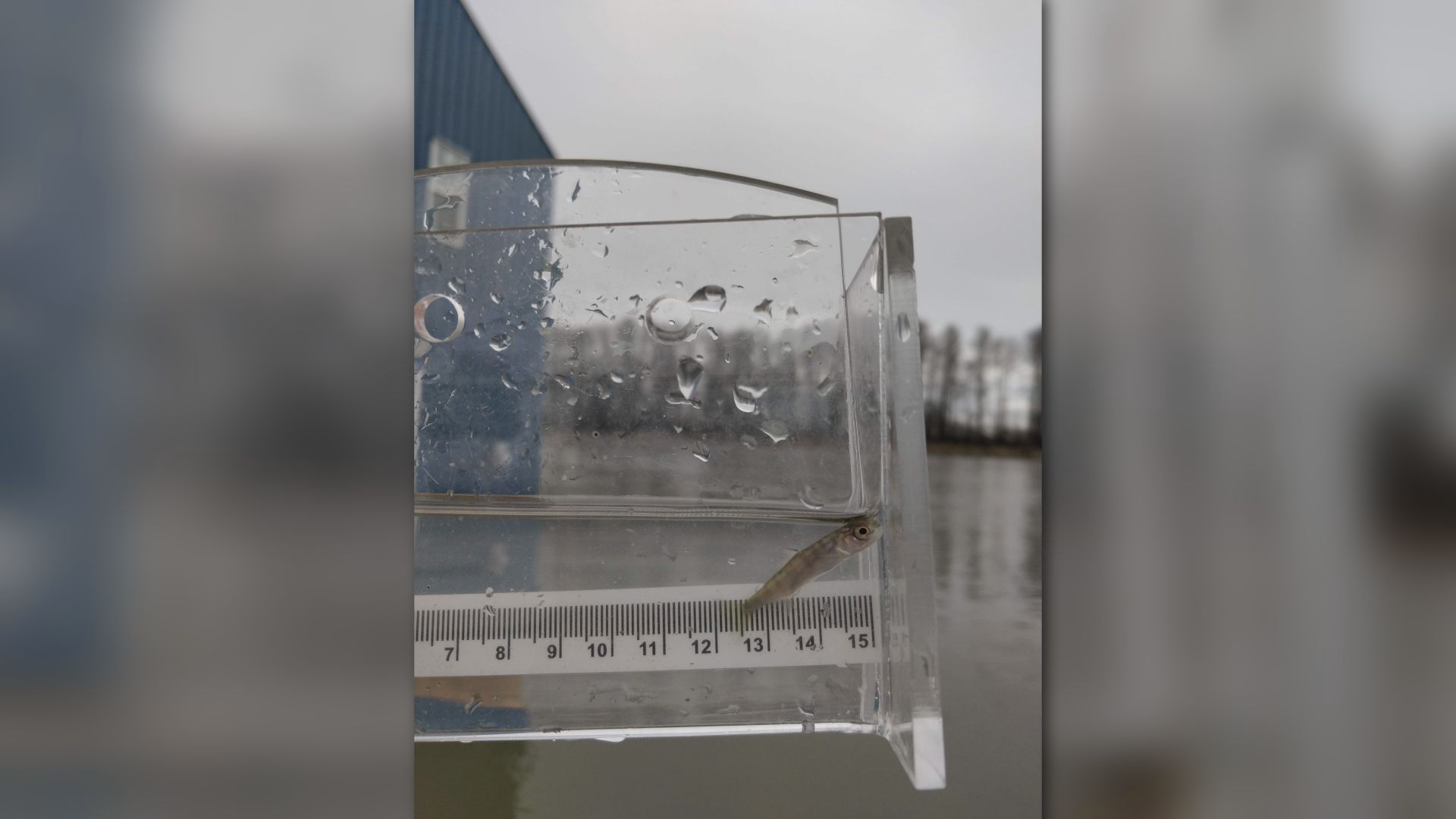 SFU study finds chemical pollutants in Fraser River Chinook salmon