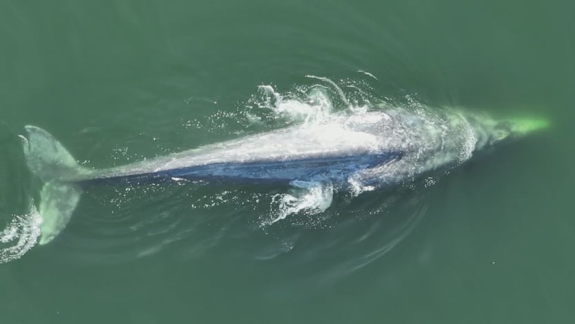 Boaters beware: Two gray whales in poor condition spotted in central ...