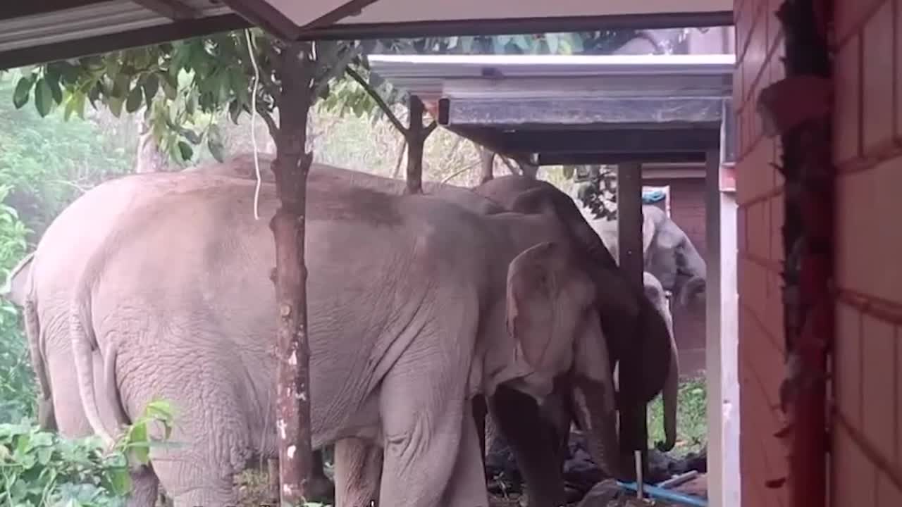 Herd of wild elephants wander into resort to drink water
