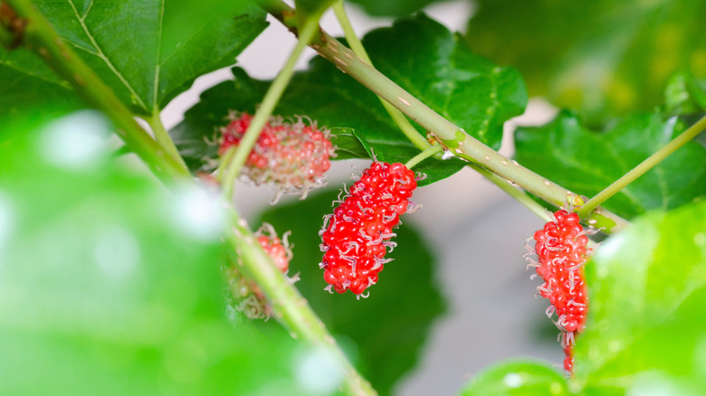 8 captivating fruit trees and bushes that will thrive in clay soil