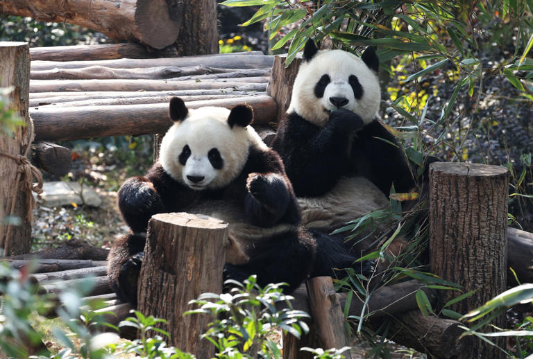 Beyond the pandas, Chengdu is China’s LGBTQ capital and a gastronomic gem
