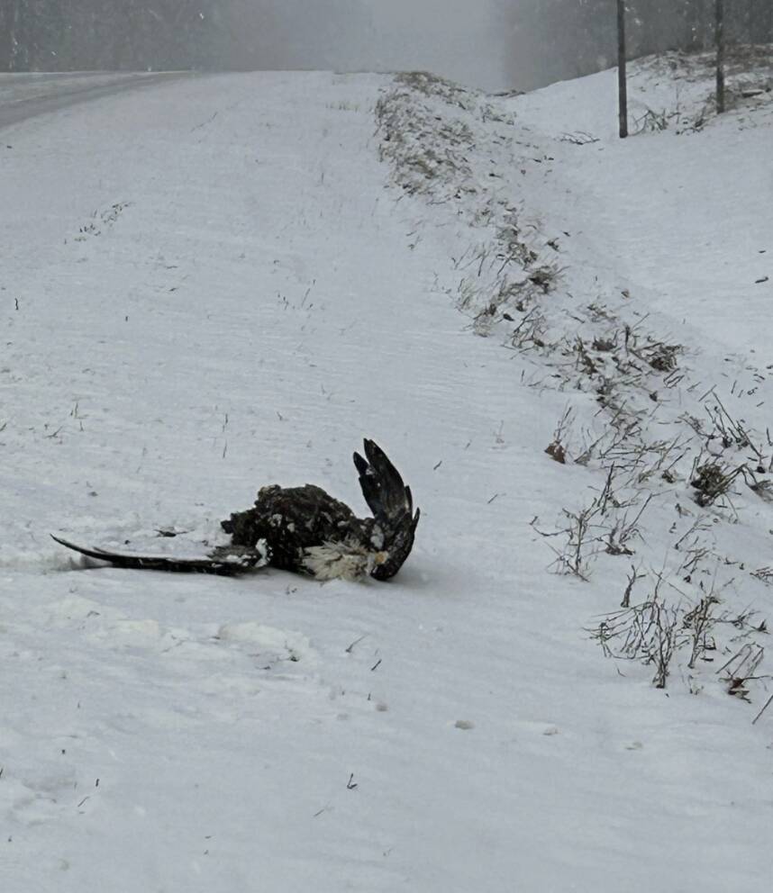 Majestic bird left for dead on roadside opens his eyes — and sees his hero