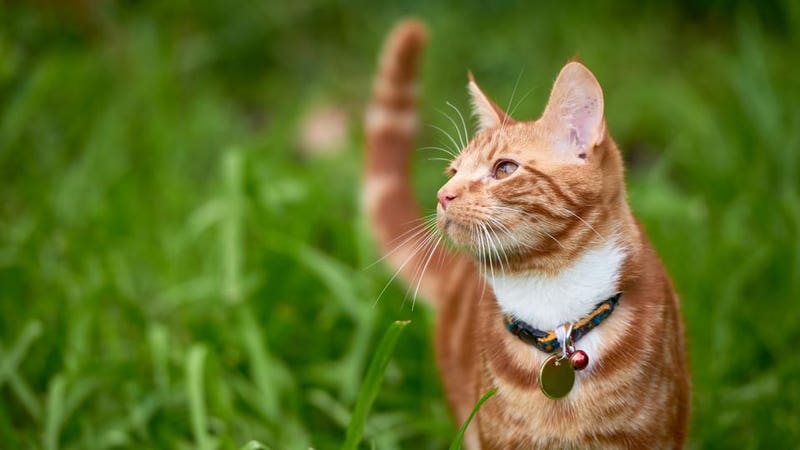 Revolution Plus for cats: uses, dosage and side effects