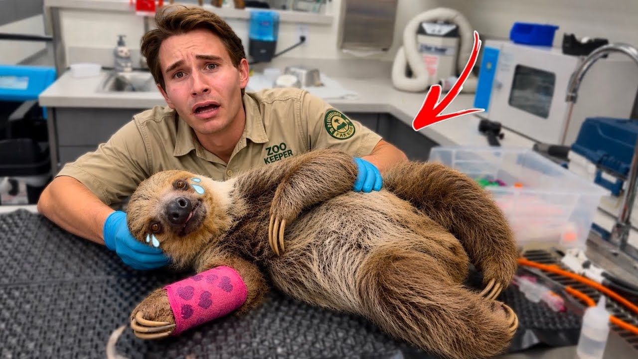 Why my sloth needed urgent care