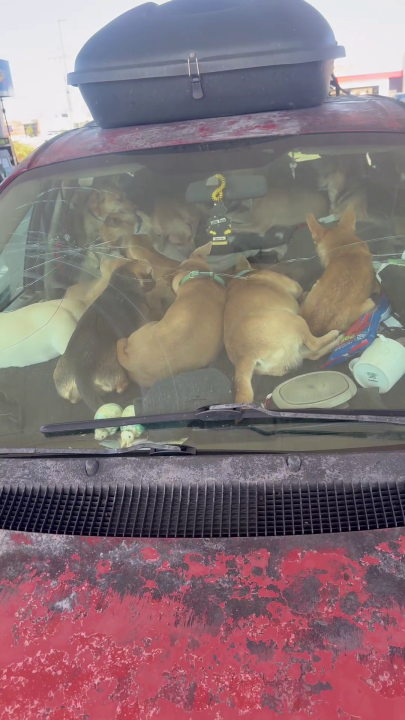 Deputies working with man found with 36 dogs in his car