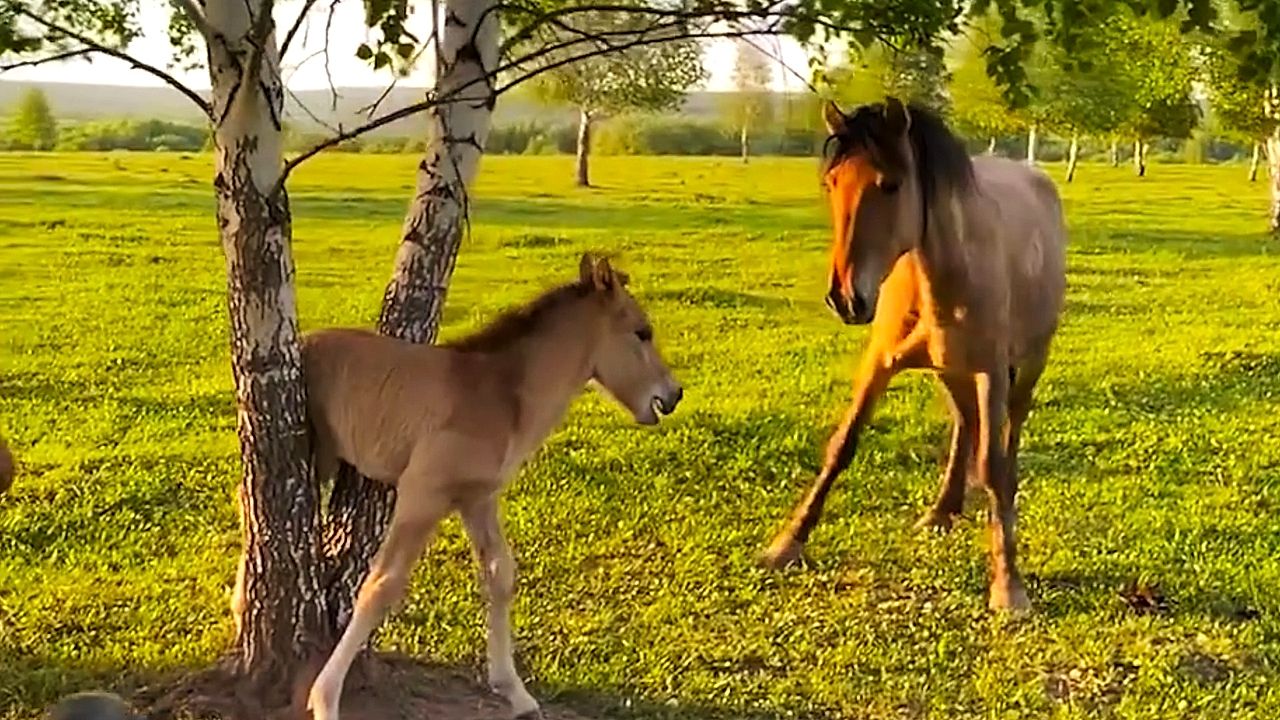Mother horse leads farmers to trapped foal between trees
