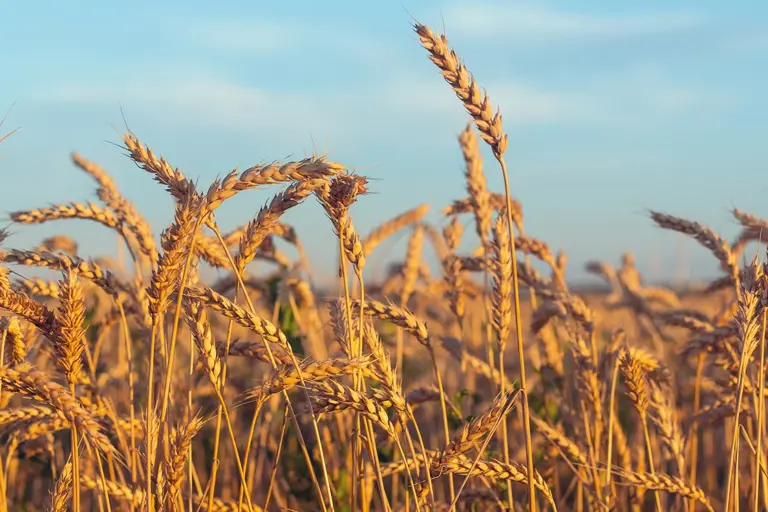 75% of Morocco’s native wheat and barley varieties lost over five decades