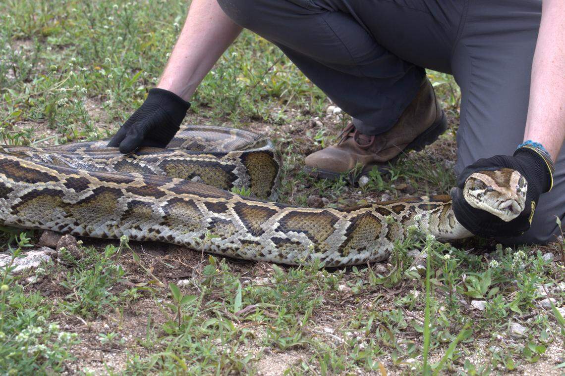 El depredador imprevisto que asalta nidos de las pitones en Florida