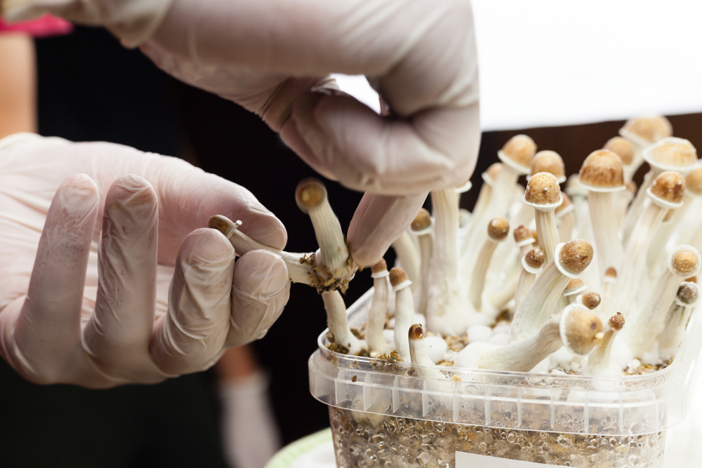 New study: Psychedelic mushrooms show promising effect against cocaine ...