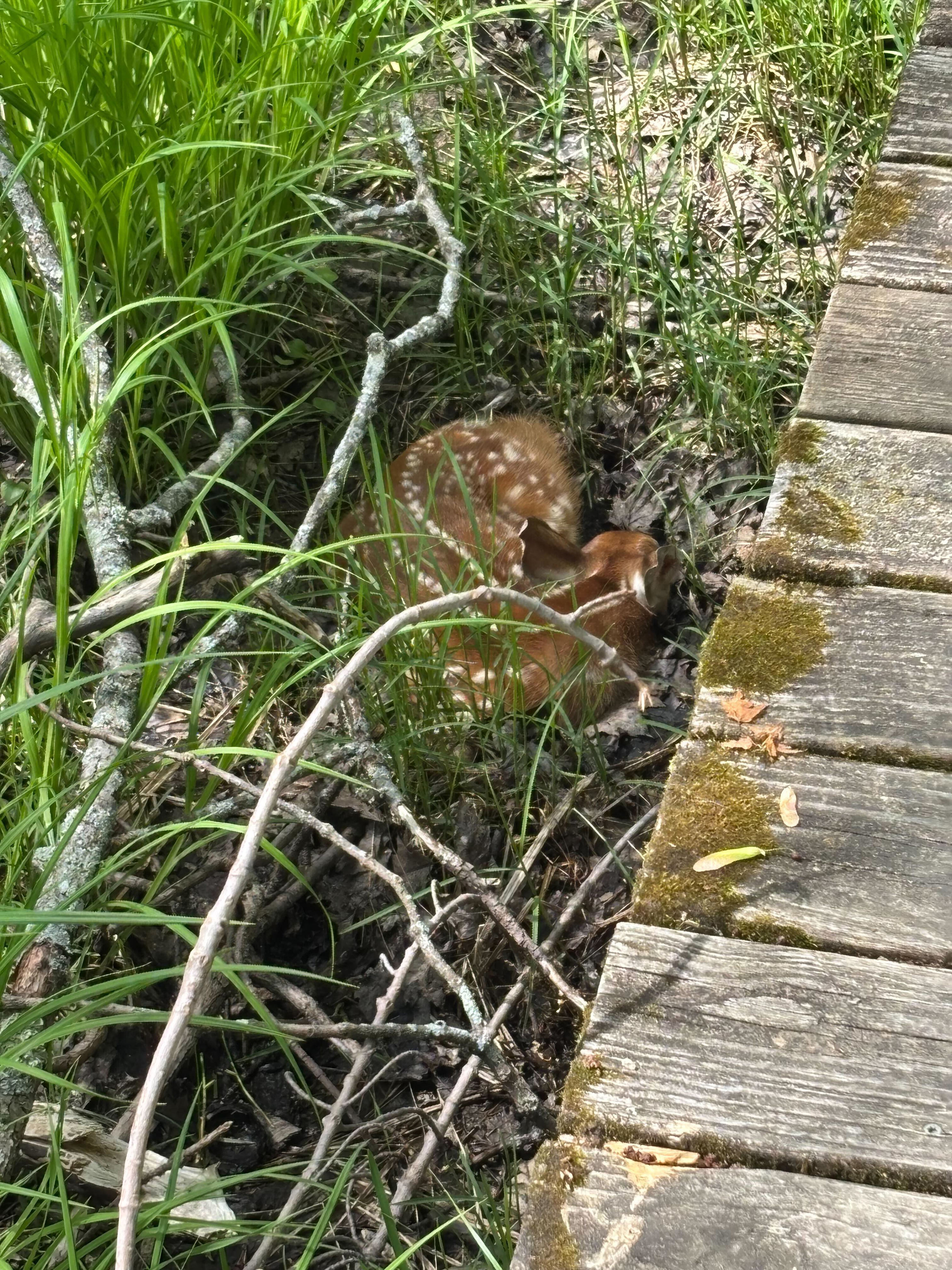 What to do if you find a fawn