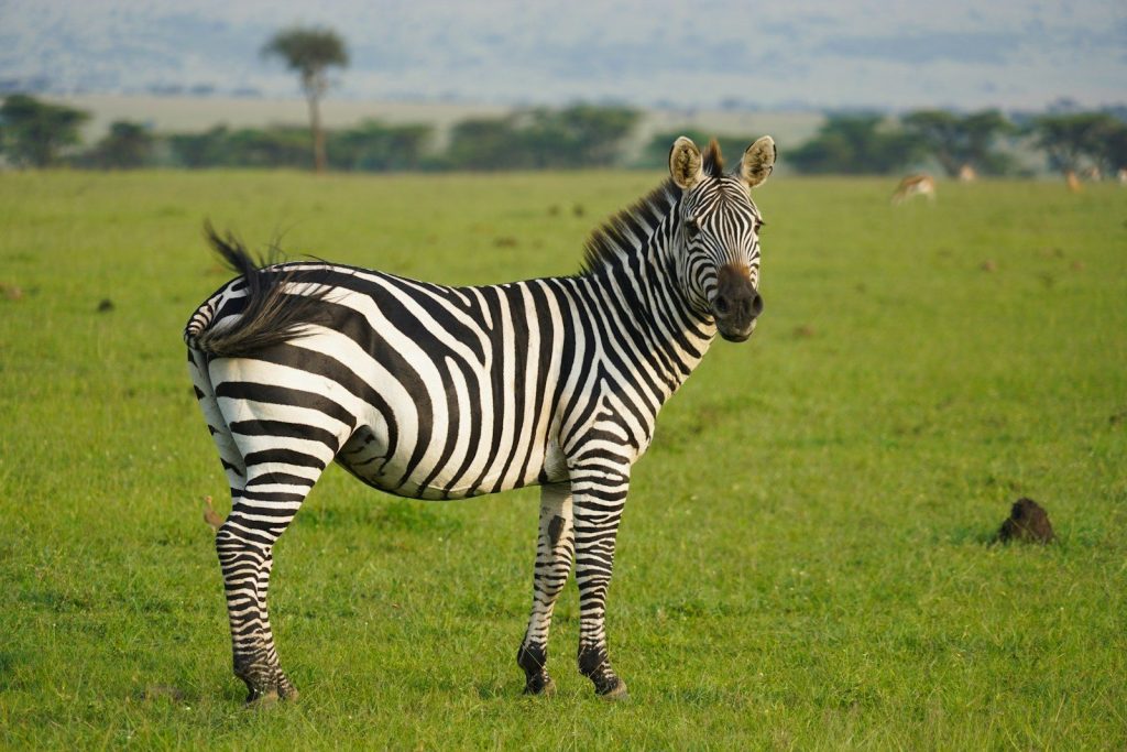 Why you should never try to feed a wild zebra
