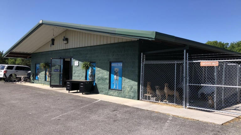 Walker County animal shelter to close for at least 30 days after virus ...