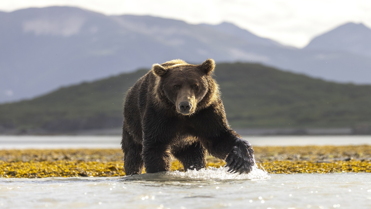 Fly in, land on a lake, and watch 2,200 brown bears do what they do at ...