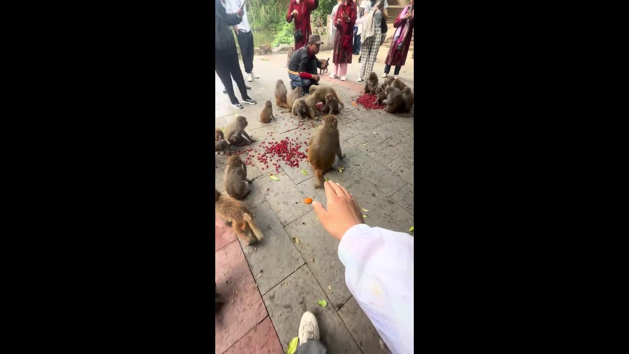 Monkey calmly shakes hands with visitor in Guizhou, China