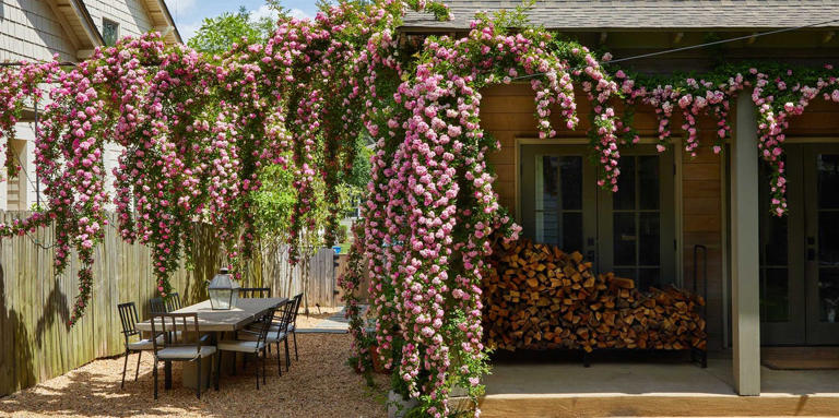 I planted one tiny rose—now my entire porch is wrapped in blooms