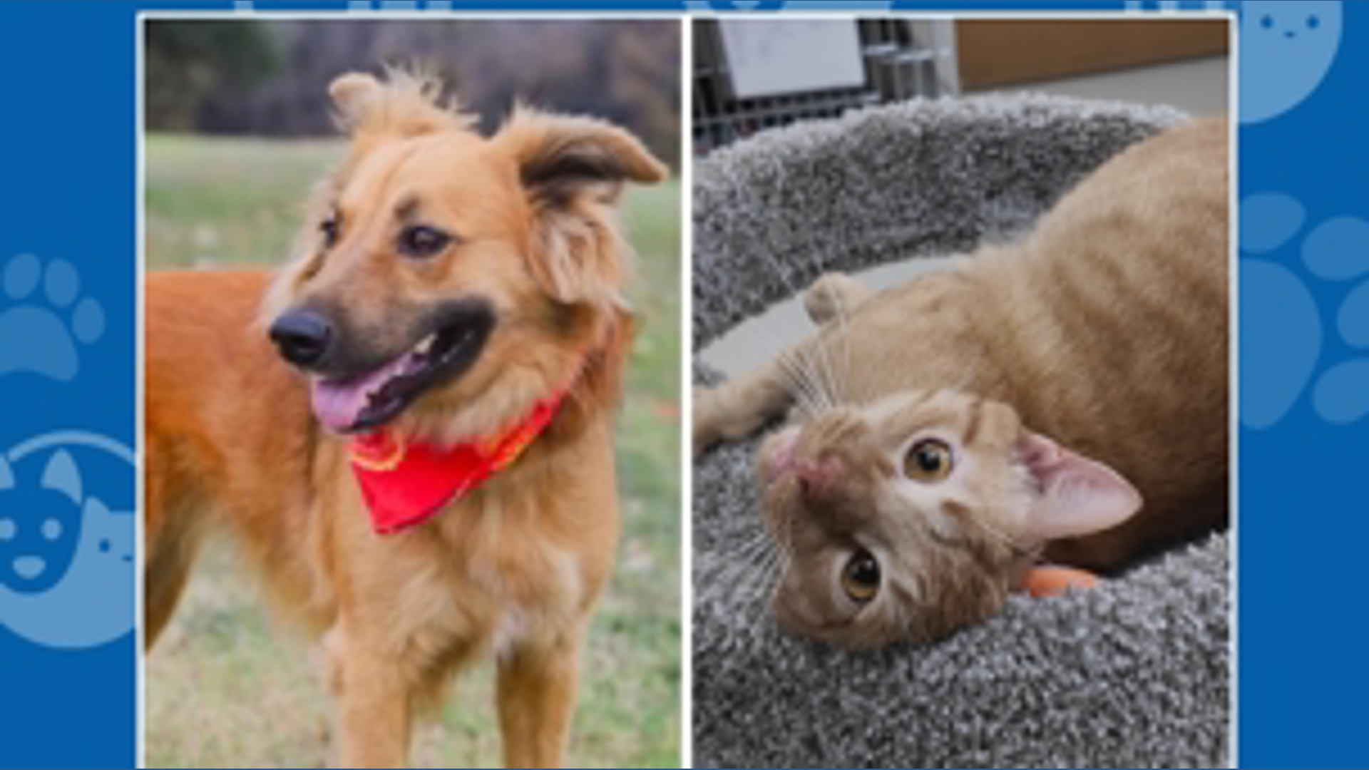 Meet this week's perfect pets: Trixie and Milo!