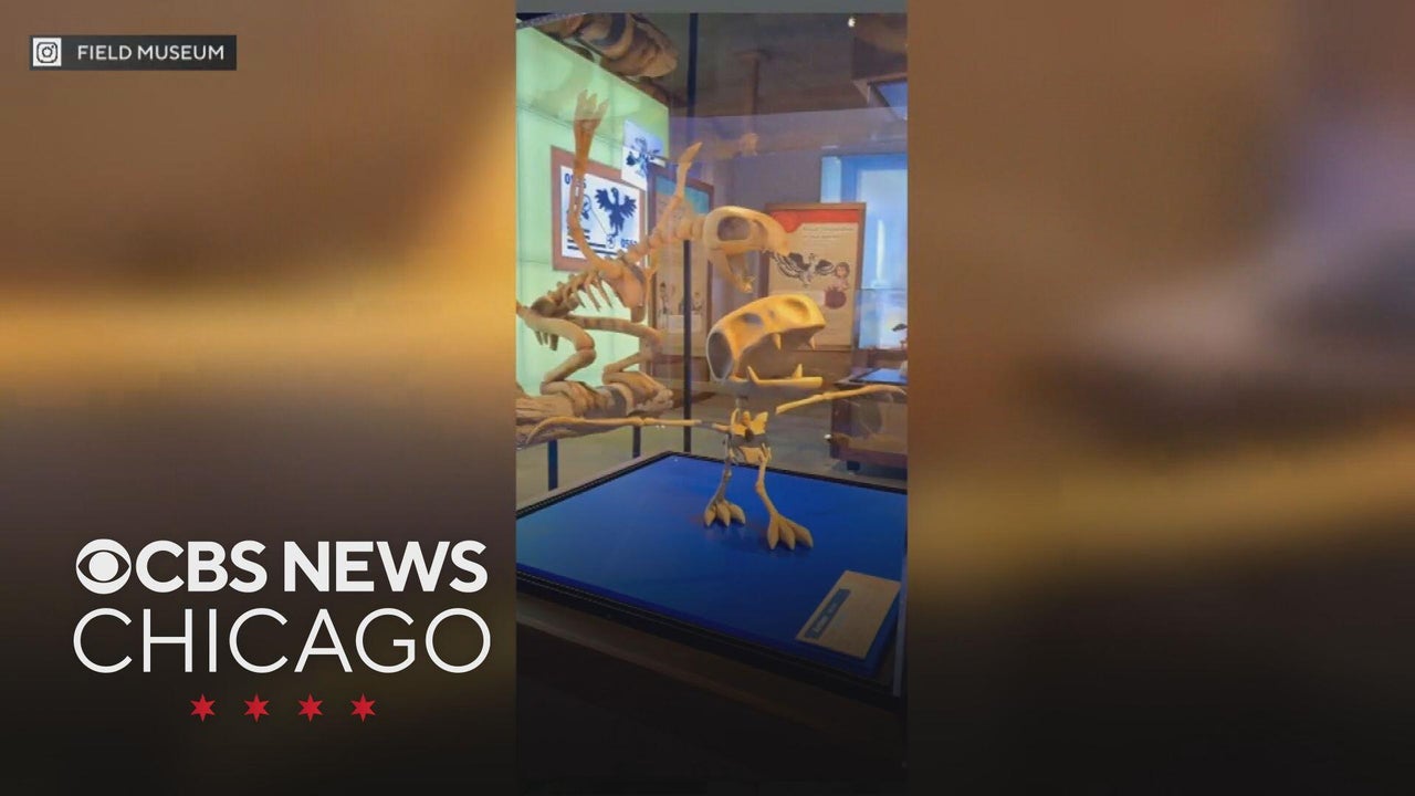 Pokémon fossils go on display at Field Museum in Chicago
