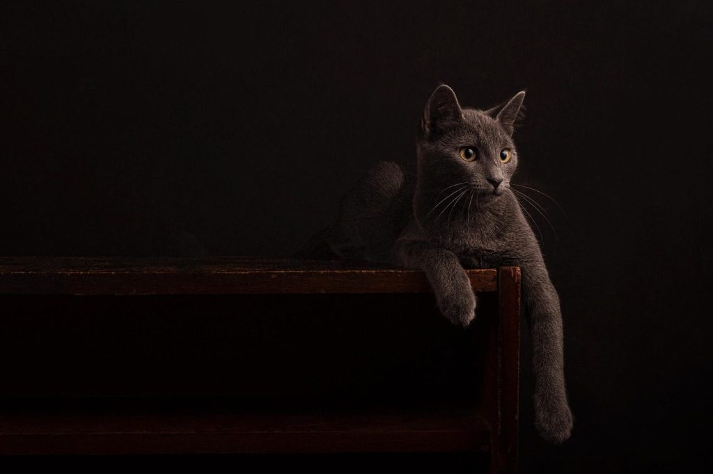 Are you accidentally hurting your cat’s feelings?