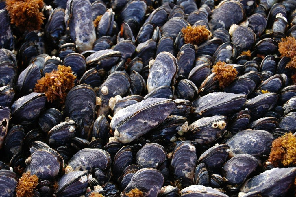 Invasive species taking over North America