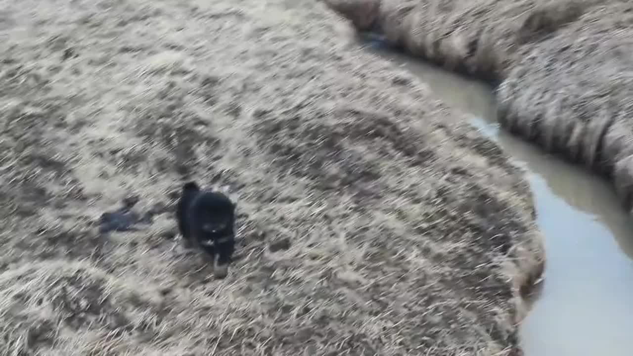 Tibetan mastiff puppy falls into muddy canal during brave jump attempt ...