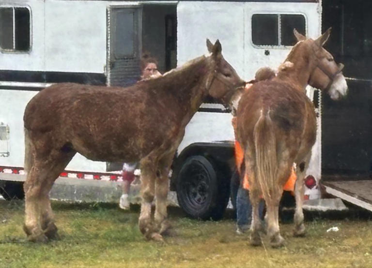 Pair of mules unharmed after tractor-trailer crash in Knoxville