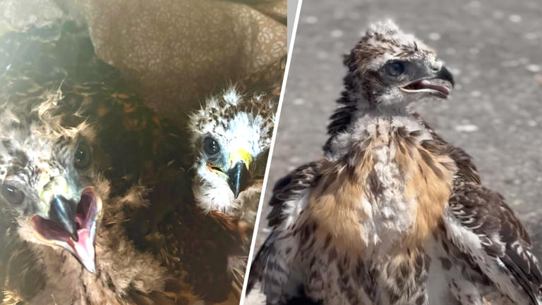 2 red-tailed hawks recovering after falling over 60 feet from a tree in ...