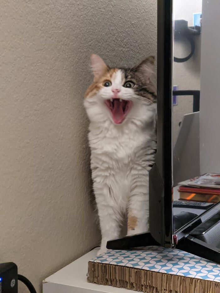 75 cat parents share hilarious pics of their cats yelling