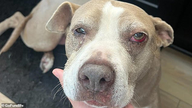 Dog named Sadie left badly injured after Amazon delivery driver ignored ...