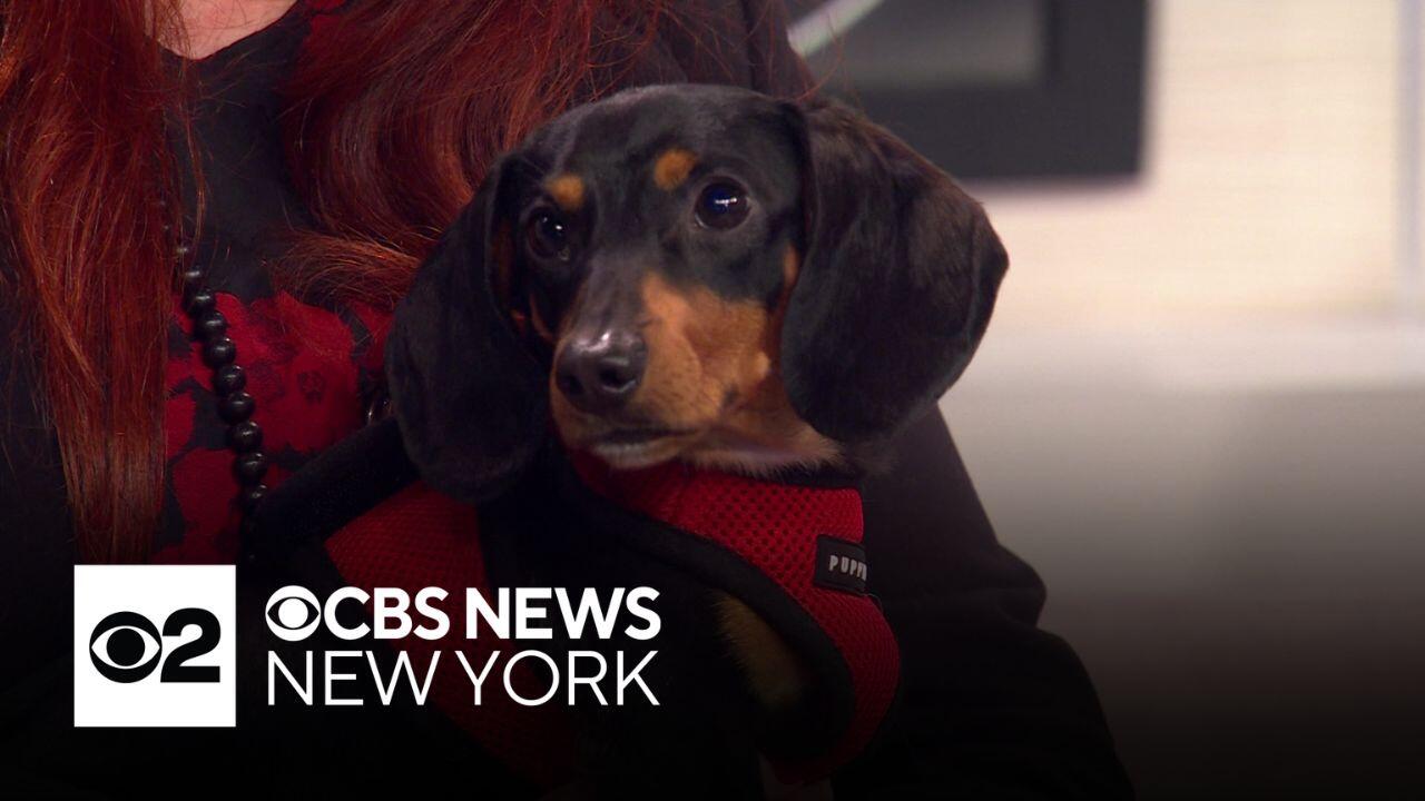 Furry friend finder: Meet Charlie