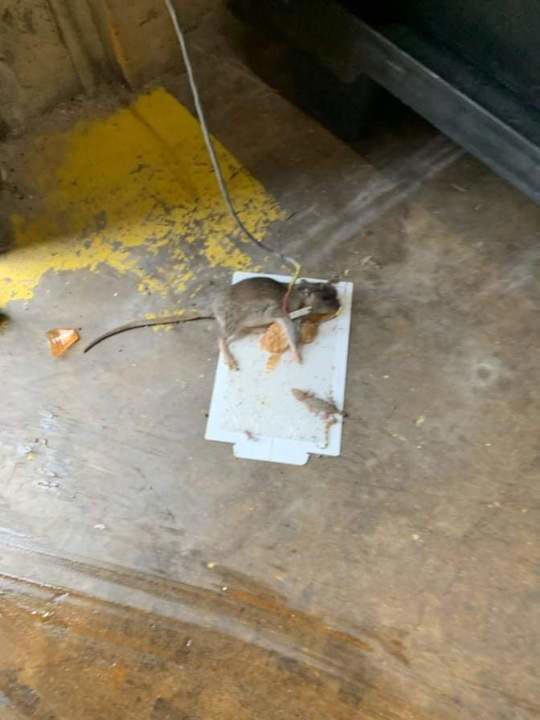 Family Dollar rat infestation lawsuit reaches $5.5M settlement