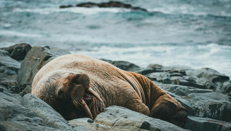 Magnus the walrus swam 400 miles and left an entire coastline wondering ...