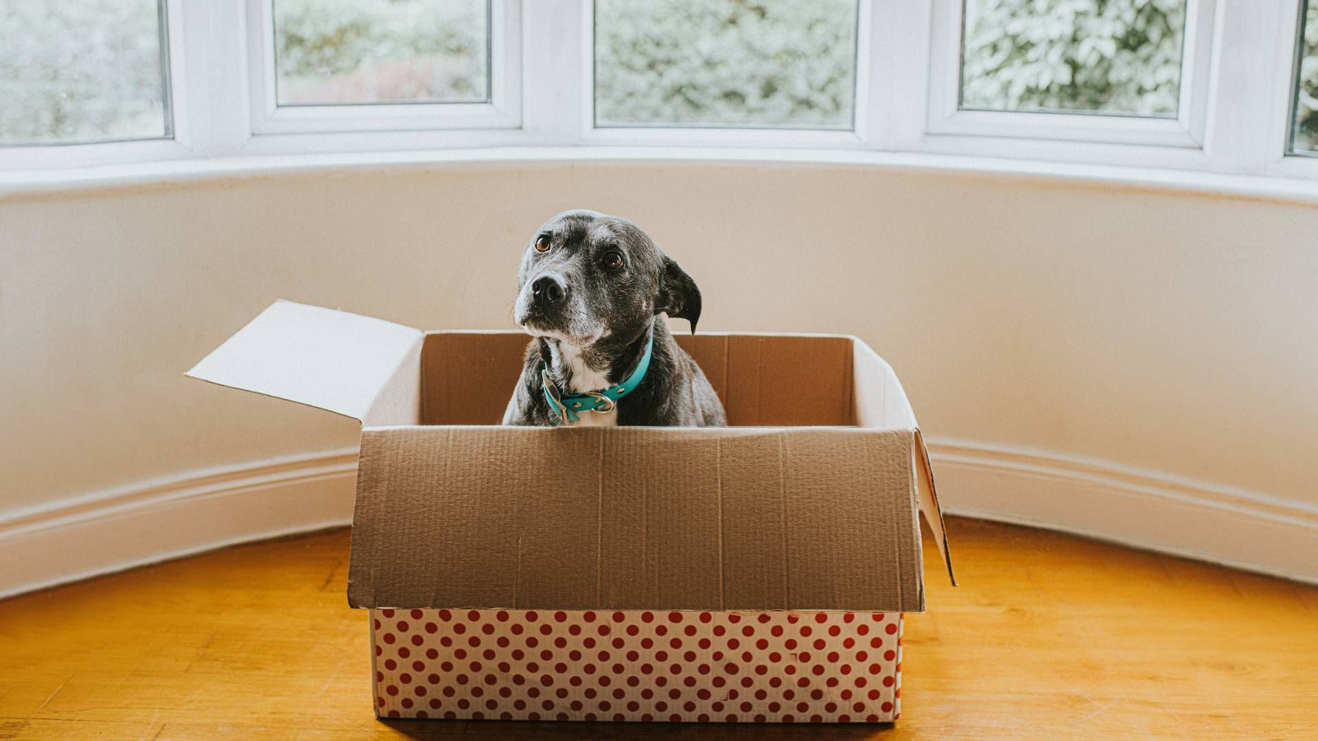 Reasons to volunteer with an animal rescue