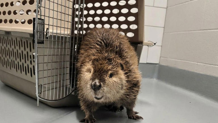 Beaver found covered in icicles outside a liquor store gets a second ...