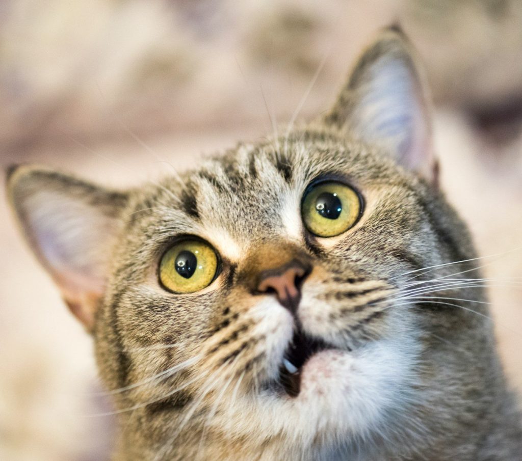 Are you accidentally hurting your cat’s feelings?
