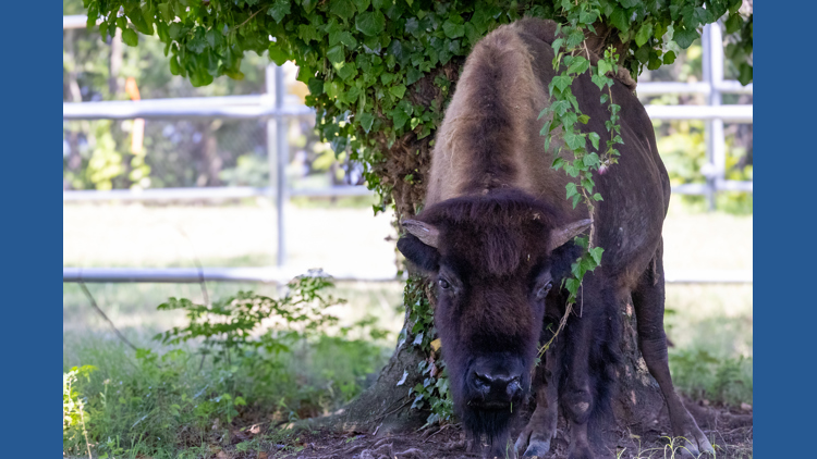 Virginia Zoo announces passing of senior female bison Lily