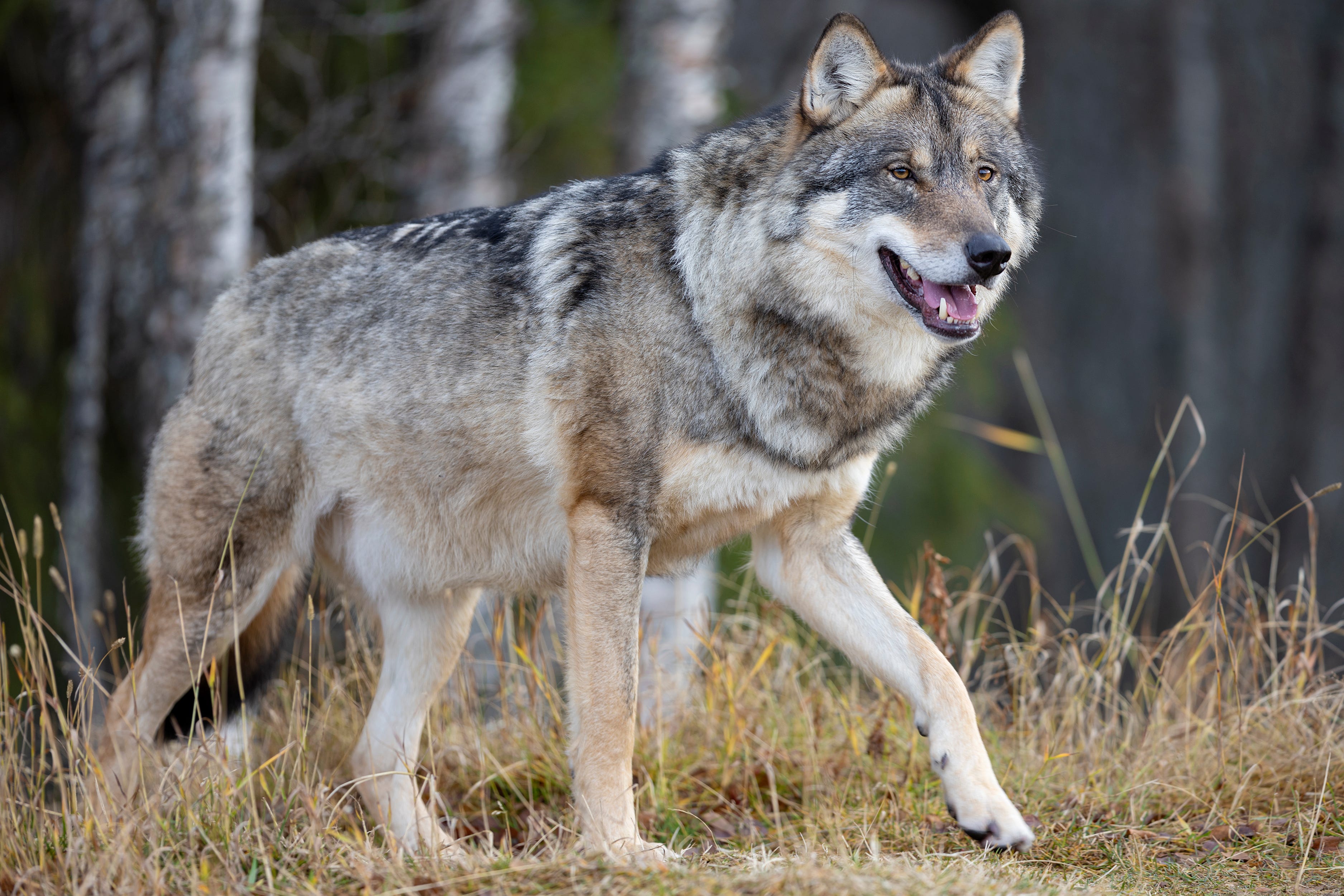 Wolf pup numbers fall drastically due to outbreak of contagious virus