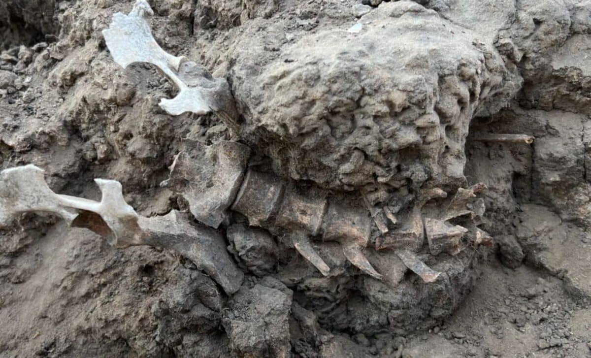 Archaeologists found a 1,000-year-old skeleton in an eroded Australian ...