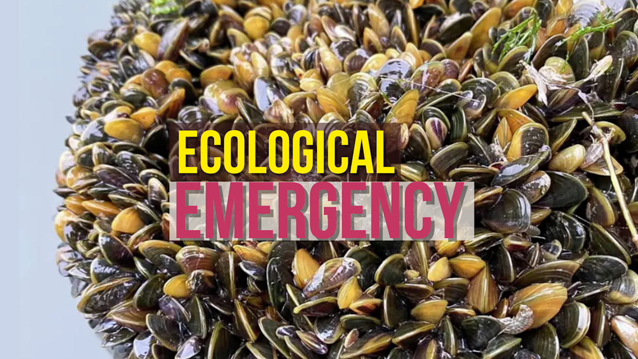 BC calls invasive mussel a 'serious threat'; US counties declare ...