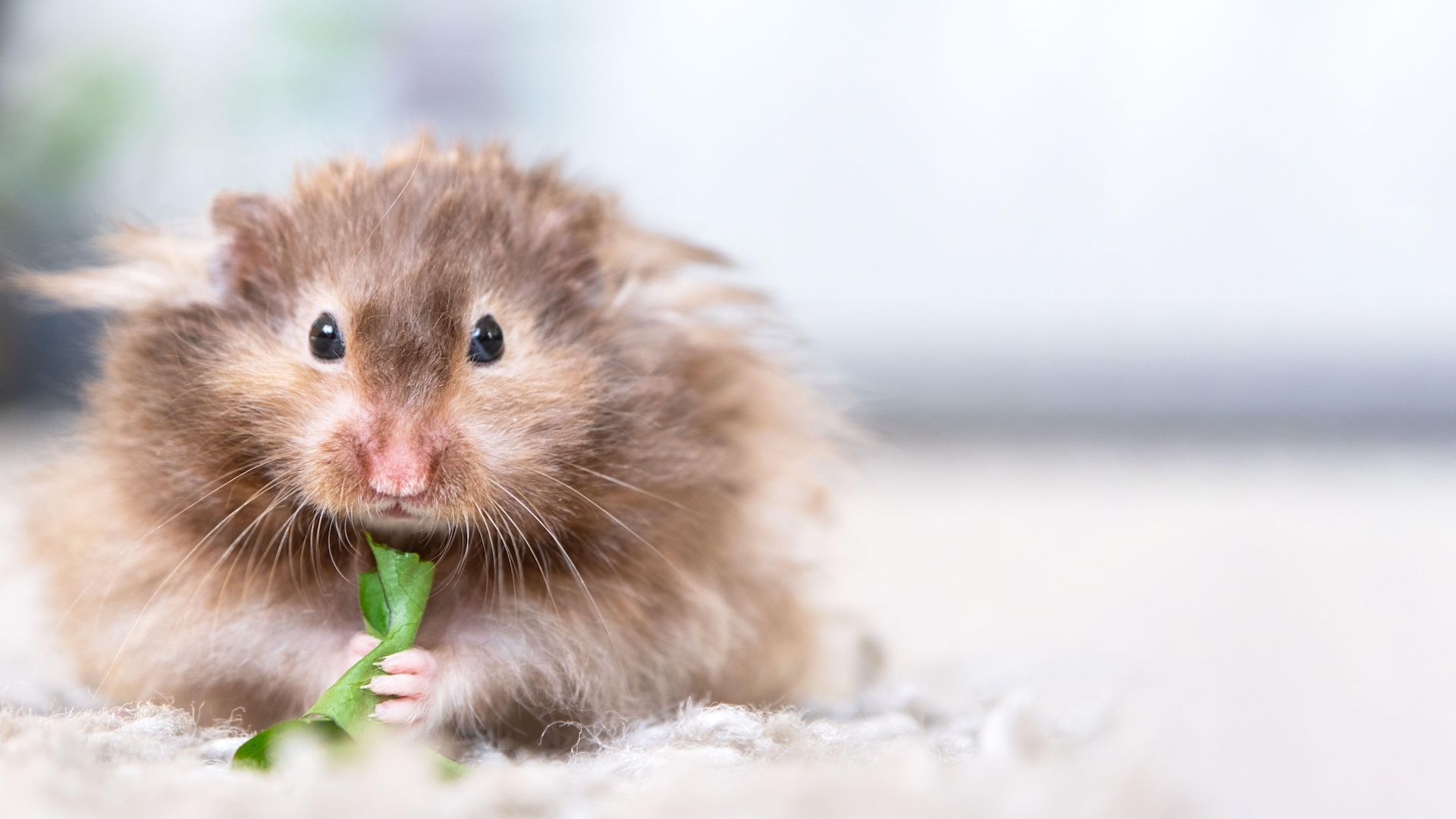 Types of hamsters