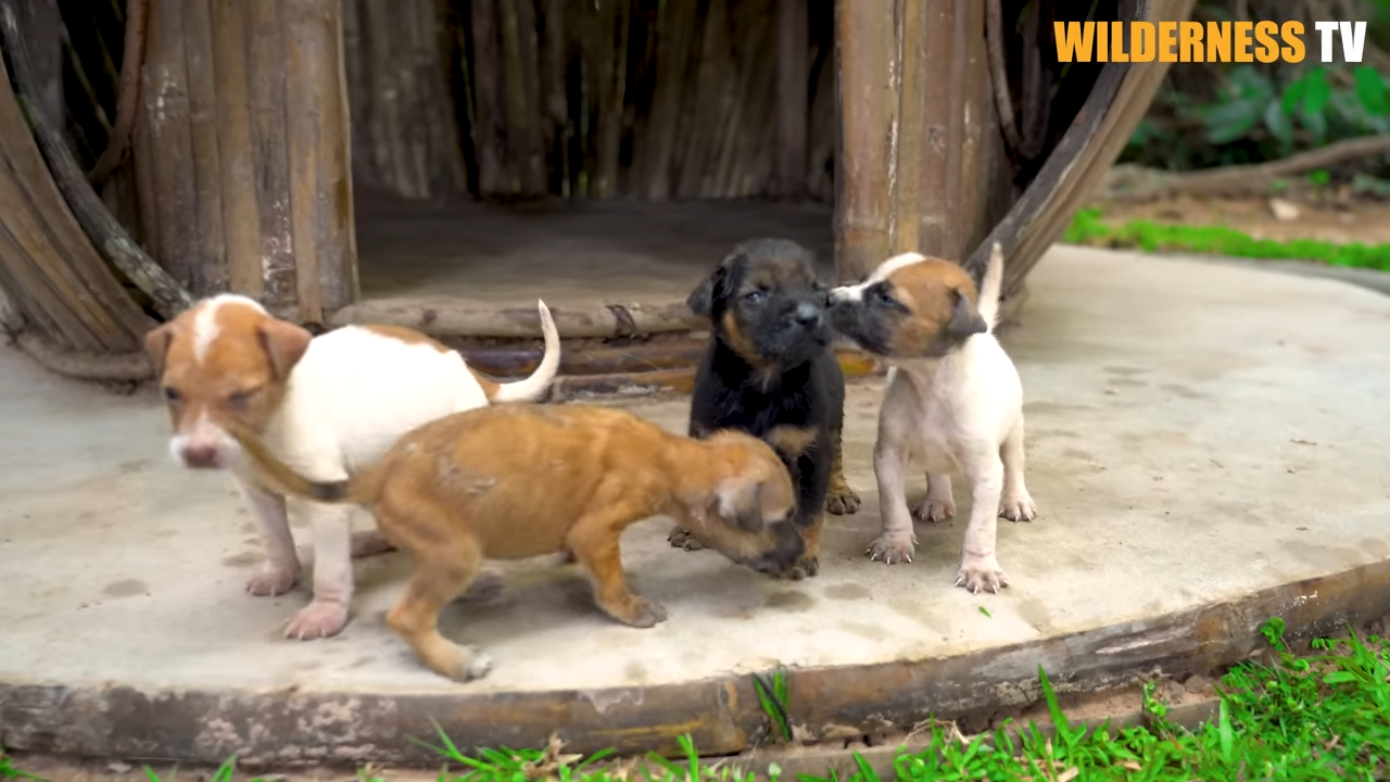 These poor puppies just got a new home – and their reaction is everything