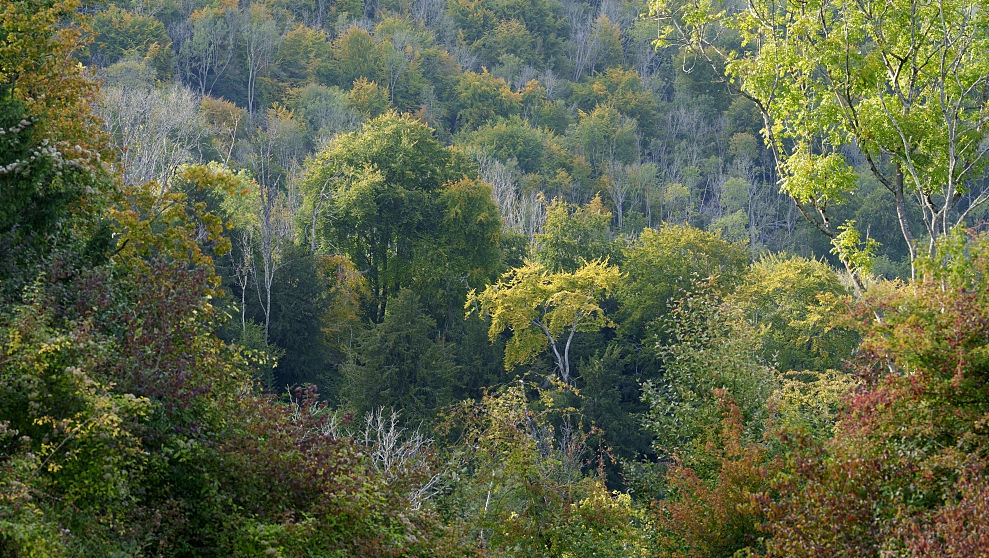Experts outline liability rules for fallen neighbor trees