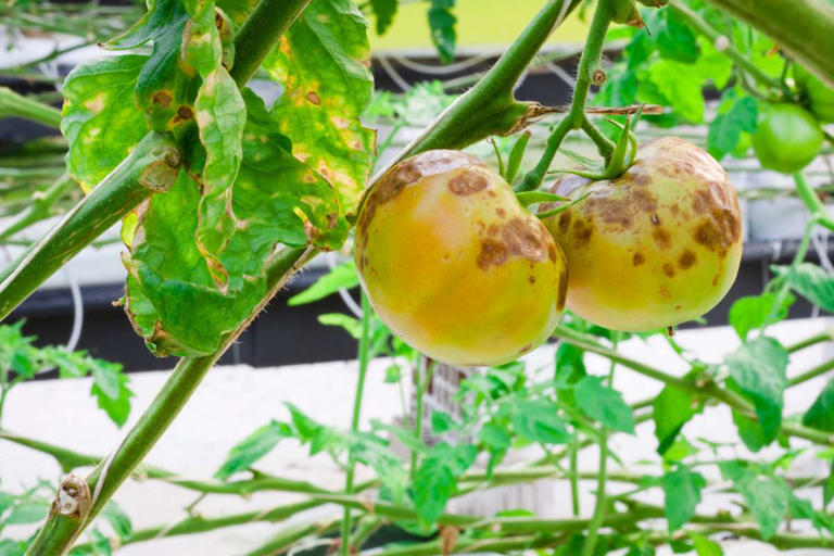Mildiou : vos plantes peuvent être détruites en quelques jours, voici ...